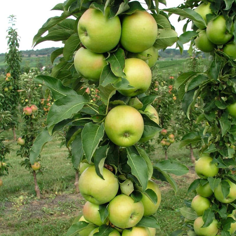 Tangy Green Urban Apple | Shop Fruit Trees | Spring Hill – Spring Hill ...