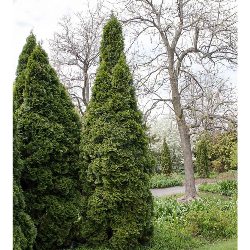 Pyramidal Arborvitae Hedge | Shrubs at Spring Hill Nurseries – Spring ...