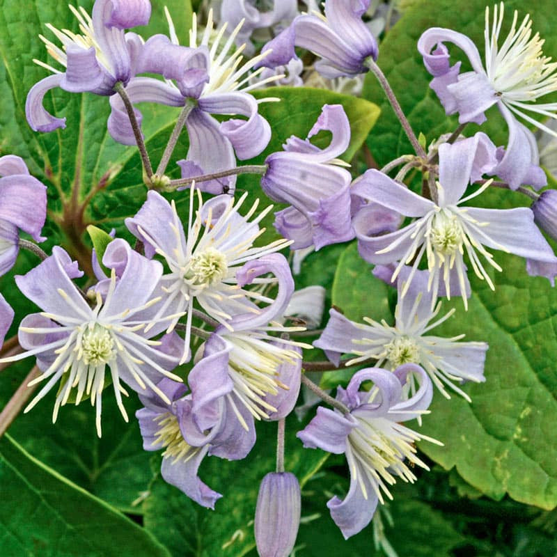 Clematis Mrs. Robert Brydon - Buy Clematis Vines | Spring Hill Nursery