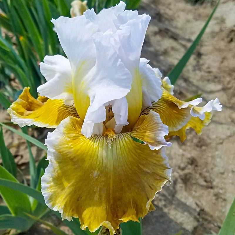 Going Green Reblooming Bearded Iris | Perennials | Spring Hill – Spring ...