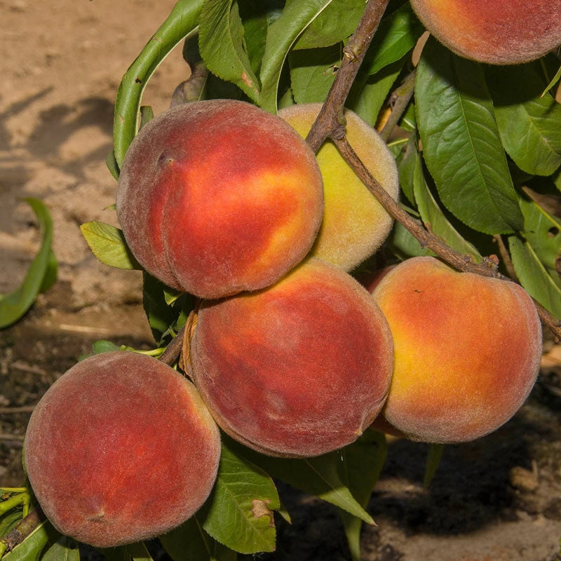 Peach Crimson Rocket | Peach Fruit Trees | Spring Hill Nurseries ...