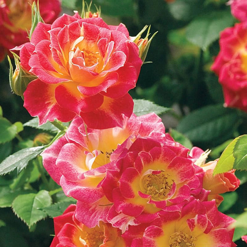 Tiddly Winks Miniature Rose | Shop Roses | Spring Hill Nurseries ...