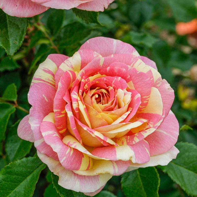 Pop Art Grandiflora Rose | Shop Roses | Spring Hill – Spring Hill Nursery
