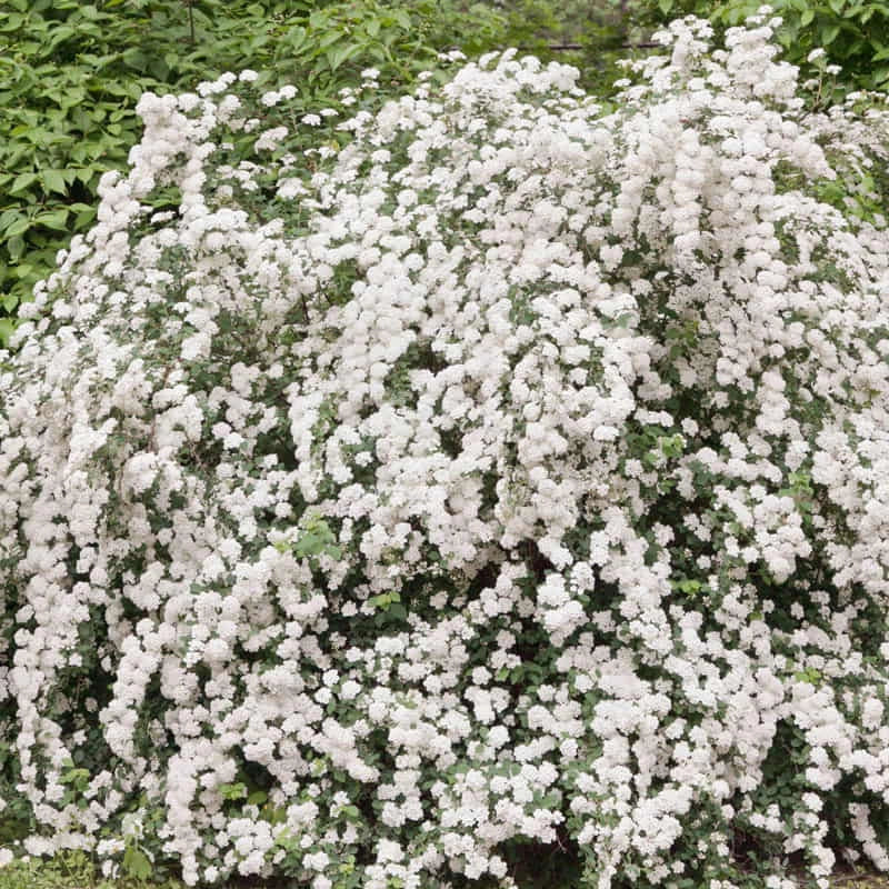 Spirea Snowmound White | Spring Hill Nurseries – Spring Hill Nursery