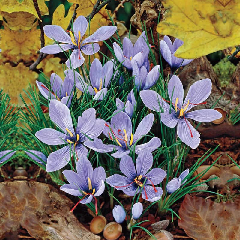 Saffron Crocus - Saffron Bulbs for Sale | Spring Hill Nursery