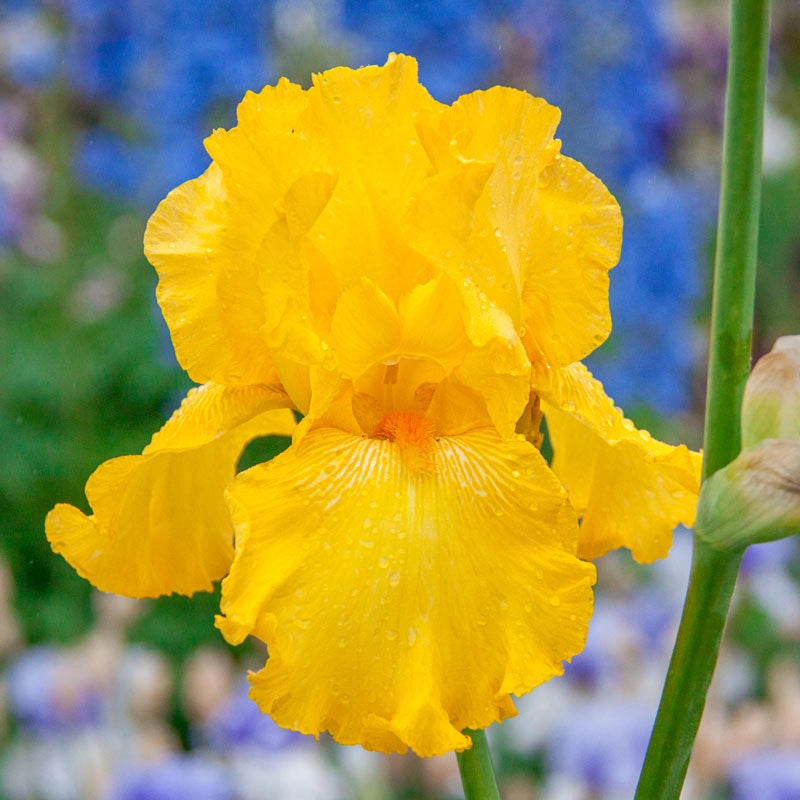 Picasso Moon Bearded Iris – Spring Hill Nursery