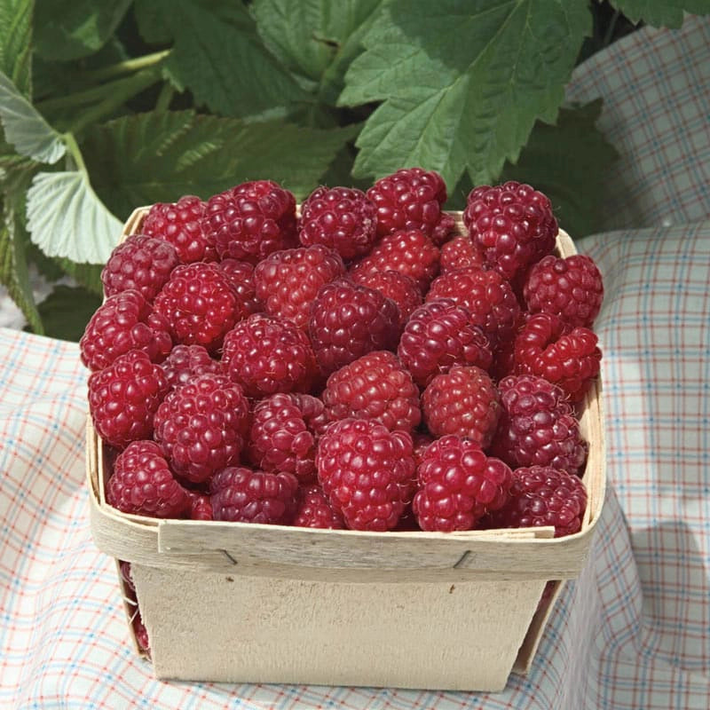 Crimson Night Raspberry | Spring Hill Nurseries – Spring Hill Nursery
