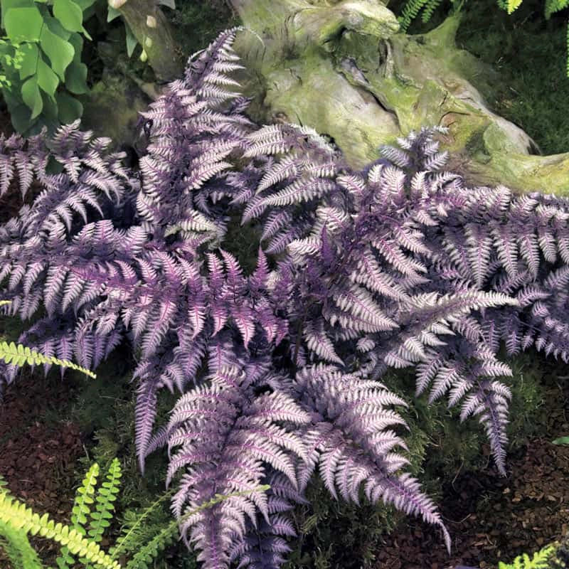 Buy Japanese Painted Fern at Spring Hill Nursery