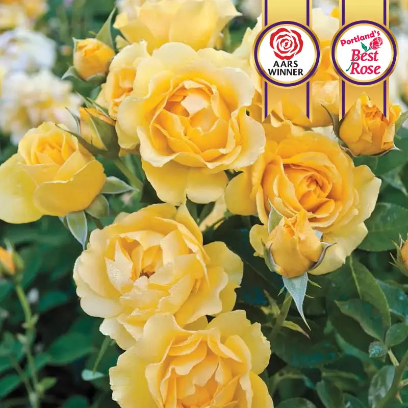 Julia Child Rose | Yellow Roses | Spring Hill Nurseries – Spring Hill ...