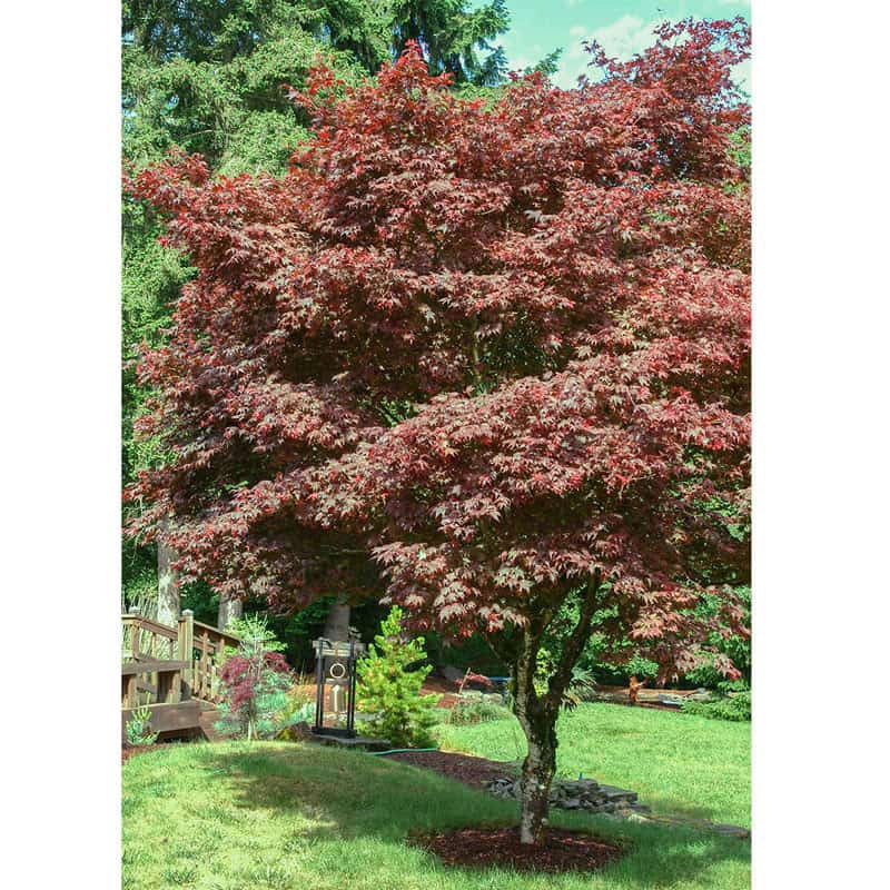 Red Japanese Maple Tree - Shop Shade Trees | Spring Hill Nurseries ...