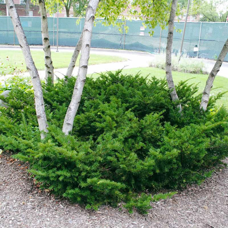 Taunton Yew Hedge | Evergreen Shrubs for Sale from Spring Hill – Spring ...