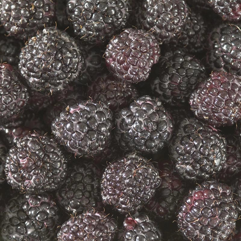 Jewel Raspberry At Spring Hill Nurseries – Spring Hill Nursery