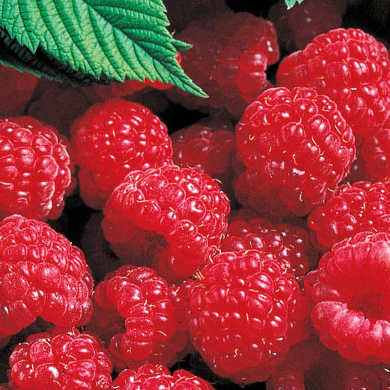 Red Latham Raspberry At Spring Hill Nurseries – Spring Hill Nursery