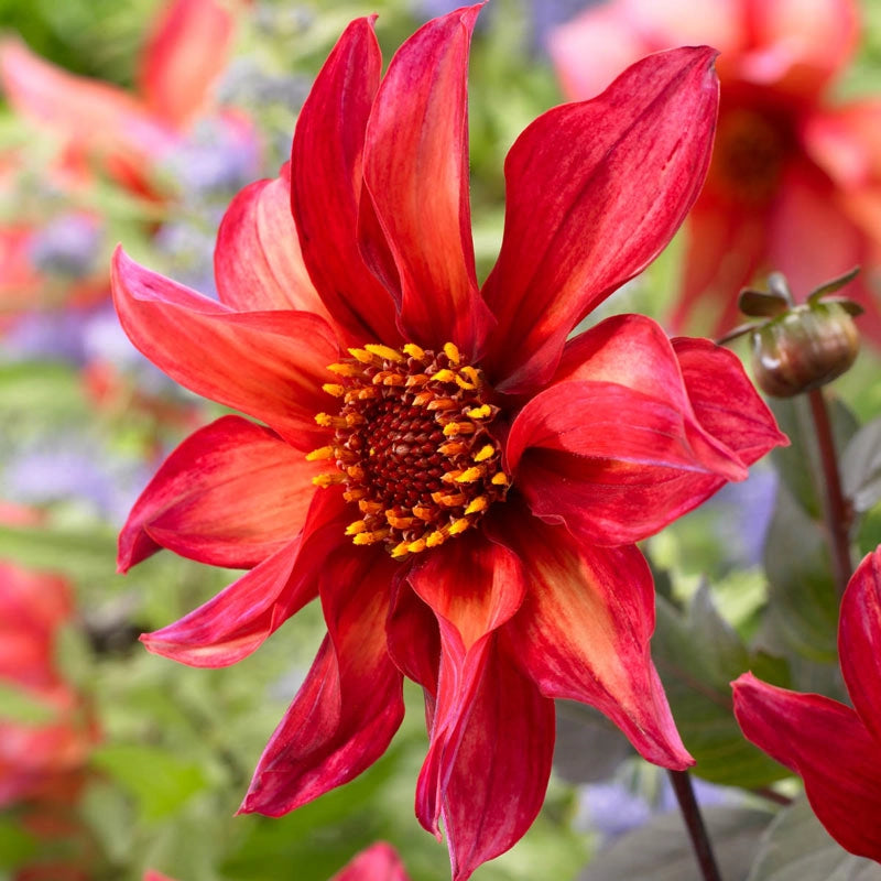 Waltzing Mathilda Dahlia | Summer Flowers | Spring Hill Nurseries ...