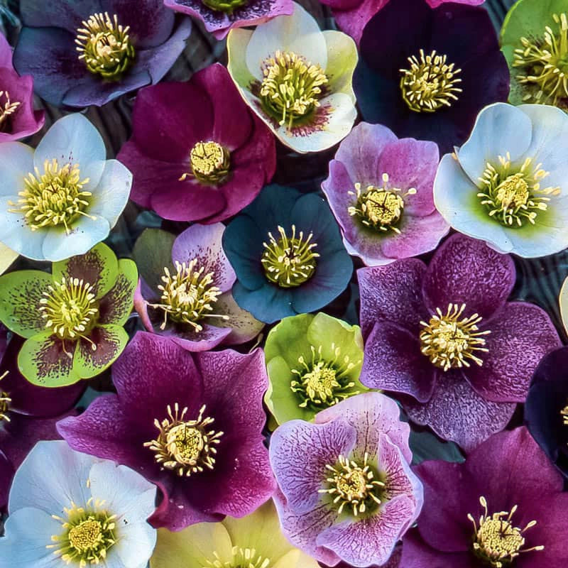 Superior Southern Lenten Rose Mix | Spring Hill Nurseries – Spring Hill ...