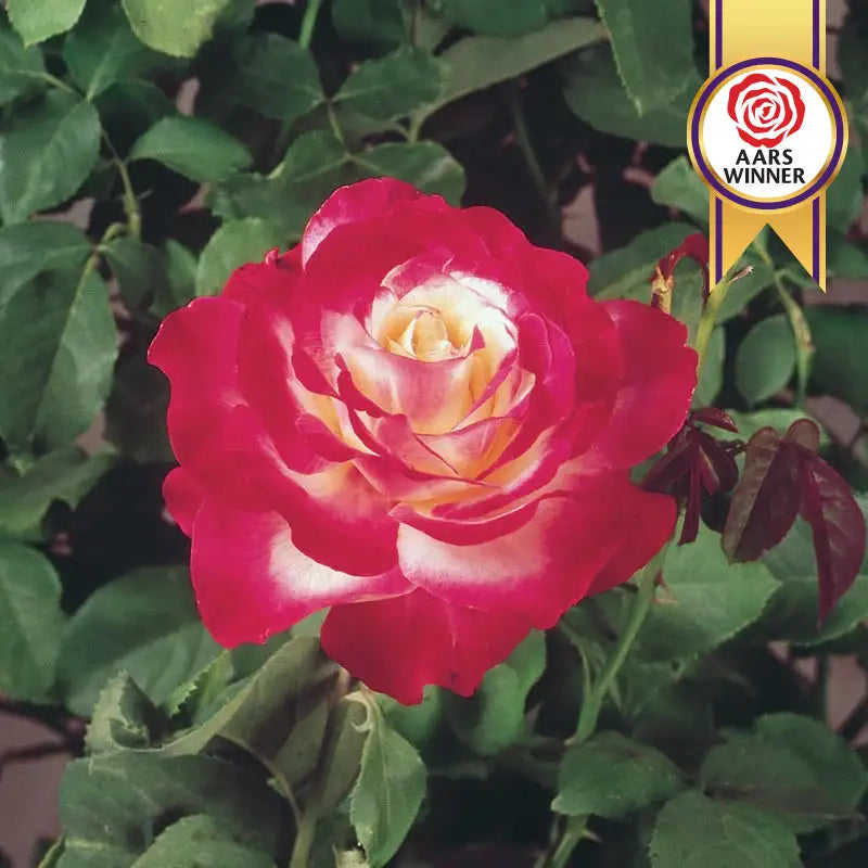Double Delight Bi-Colored Rose | Shop Roses| Spring Hill – Spring Hill ...
