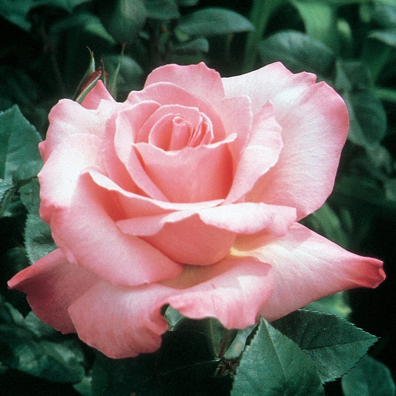 First Prize Hybrid Tea Rose | Shop Roses| Spring Hill – Spring Hill Nursery