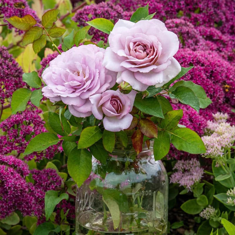 Silver Lining Floribunda Rose - Buy Roses | Spring Hill – Spring Hill ...