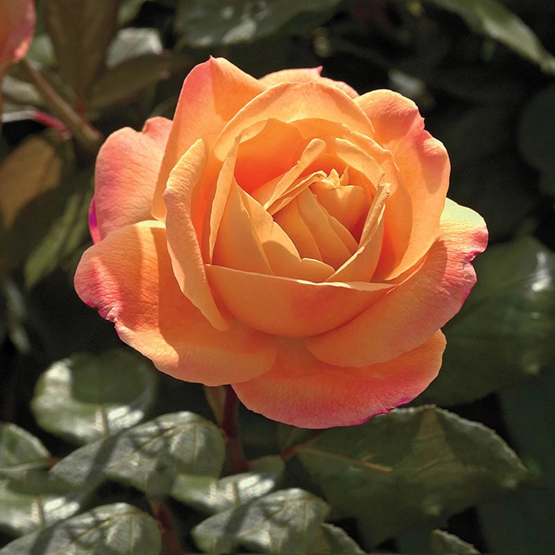 Jumbo Strike It Rich Rose - Shop Jumbo Roses | Spring Hill – Spring ...