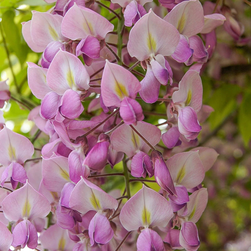 Honbeni Pink Wisteria Plant | Spring Hill – Spring Hill Nursery