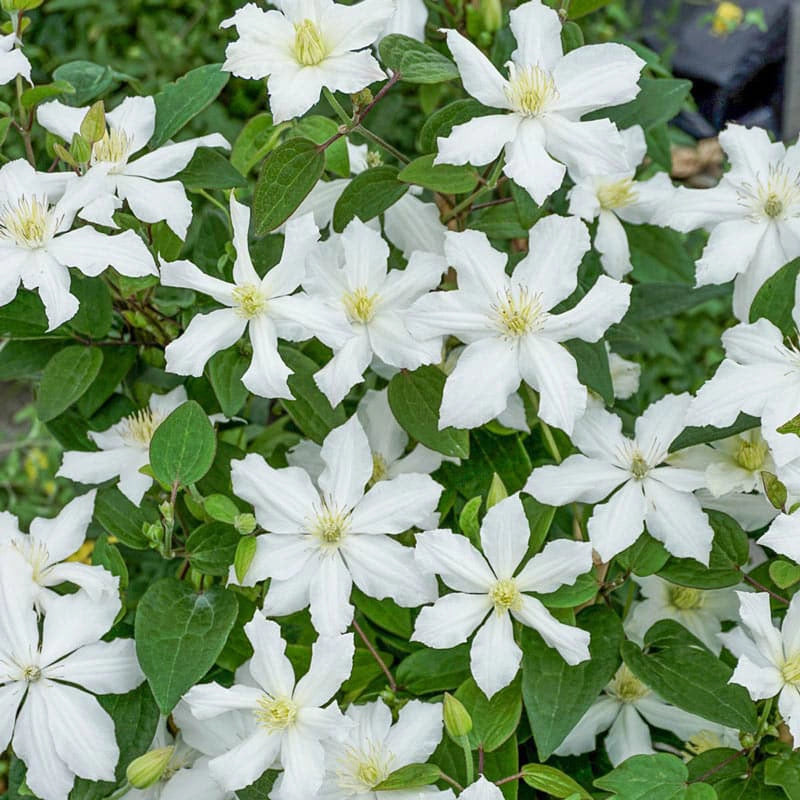 Clematis White Arabella — Shop Clematis | Spring Hill – Spring Hill Nursery