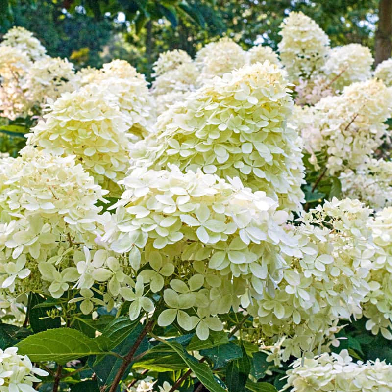 Phantom Hydrangea - Shop Hydrangea Shrubs | Spring Hill – Spring Hill ...