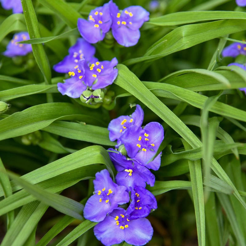 Amethyst Kiss Tradescantia - Shop Perenials| Spring Hill – Spring Hill ...