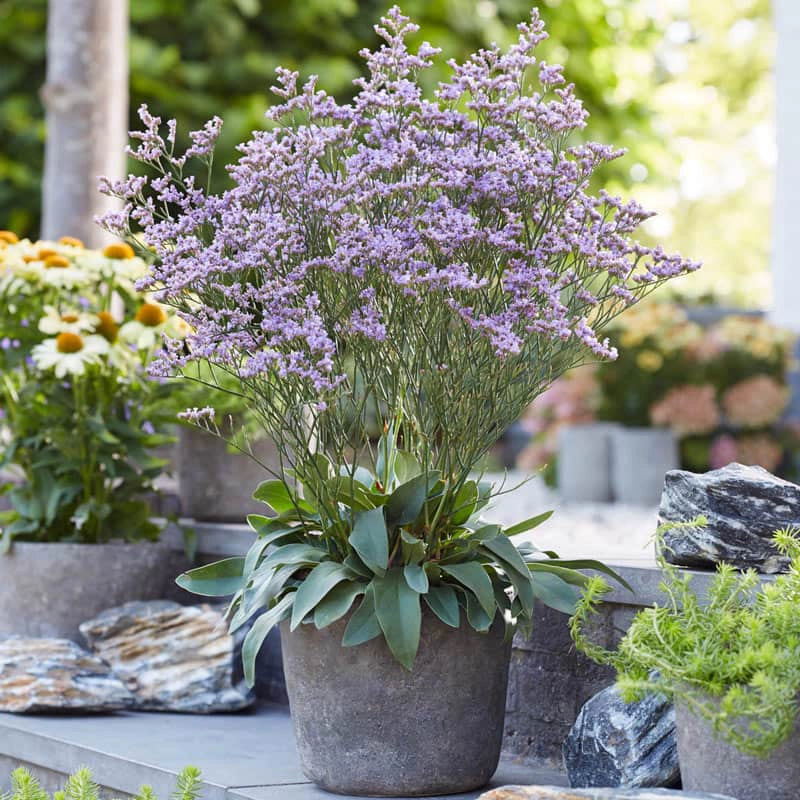 Dazzle Rocks Limonium - Buy Limonium | Spring Hill – Spring Hill Nursery