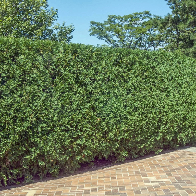Techny Arborvitae Hedge - Shop Hedges | Spring Hill – Spring Hill Nursery