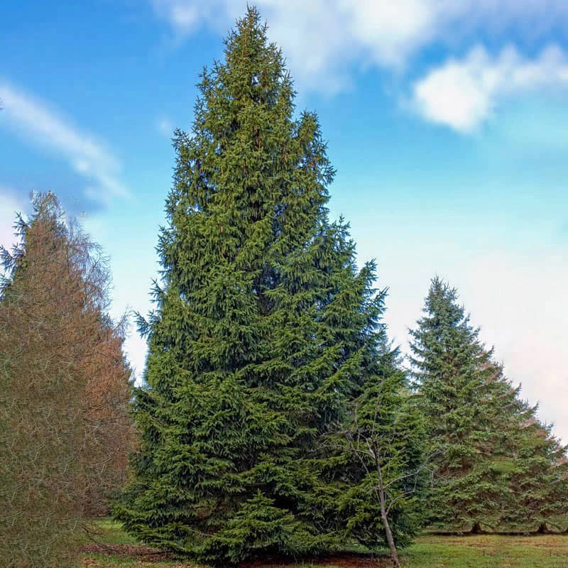 Norway Spruce Tree - Conifer Trees for Sale | Spring Hill – Spring Hill ...