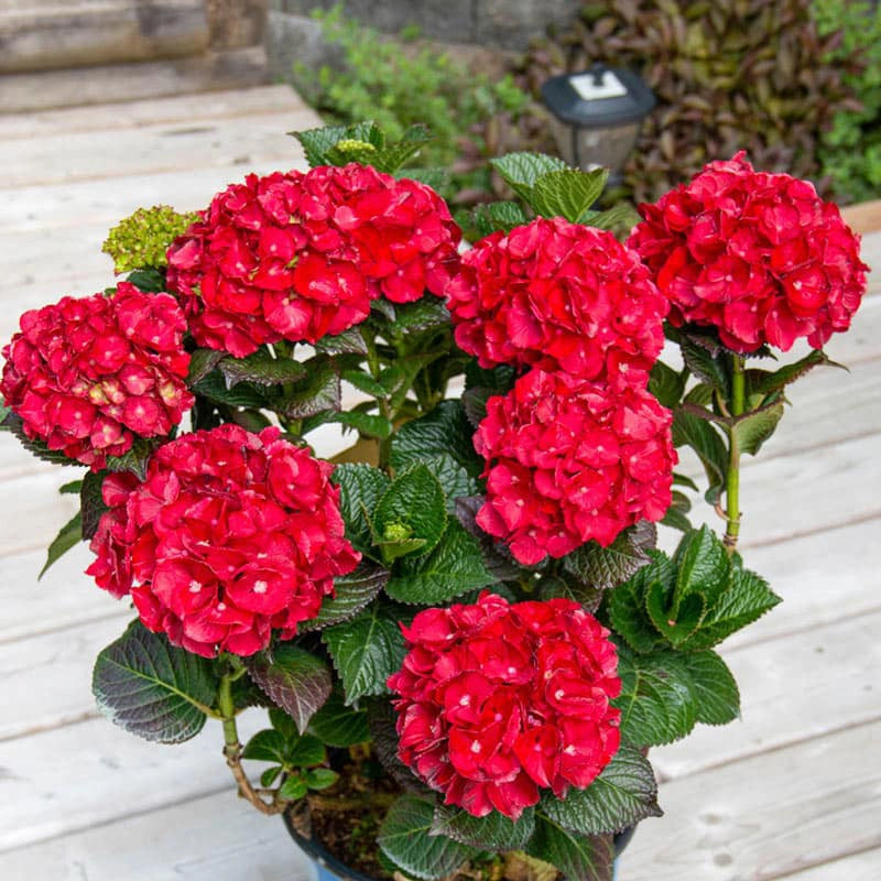 Cherry – Go – Round™ Bigleaf Hydrangea | Spring Hill – Spring Hill Nursery