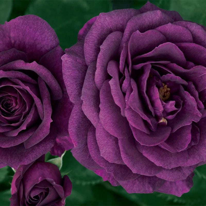 Ebb Tide Rose | Shop Purples Roses | Spring Hill Nurseries – Spring ...