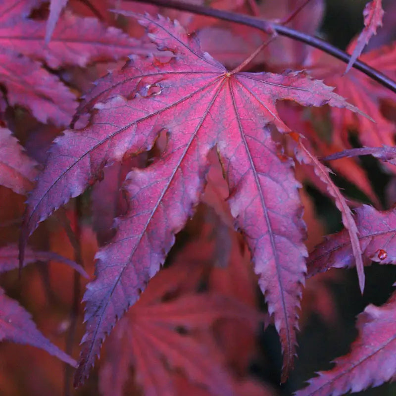 Purple Ghost Japanese Maple Japanese Maple—purple Ghost