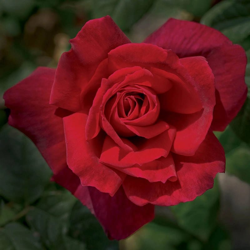 Chrysler Imperial Hybrid Tea Rose - Red Roses | Spring Hill Nurseries ...