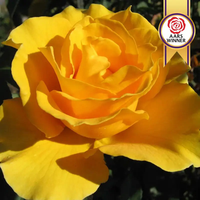 Midas Touch Hybrid Tea Rose - Hybrid Tea Roses | Spring Hill – Spring ...