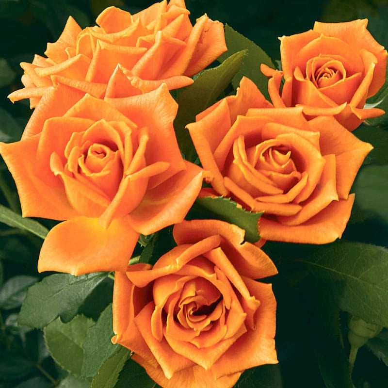 Pumpkin Patch Floribunda Rose | Spring Hill – Spring Hill Nursery