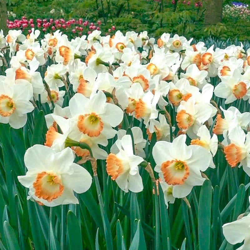 Pink Charm Daffodil | Shop Narcissus | Spring Hill Nurseries – Spring ...