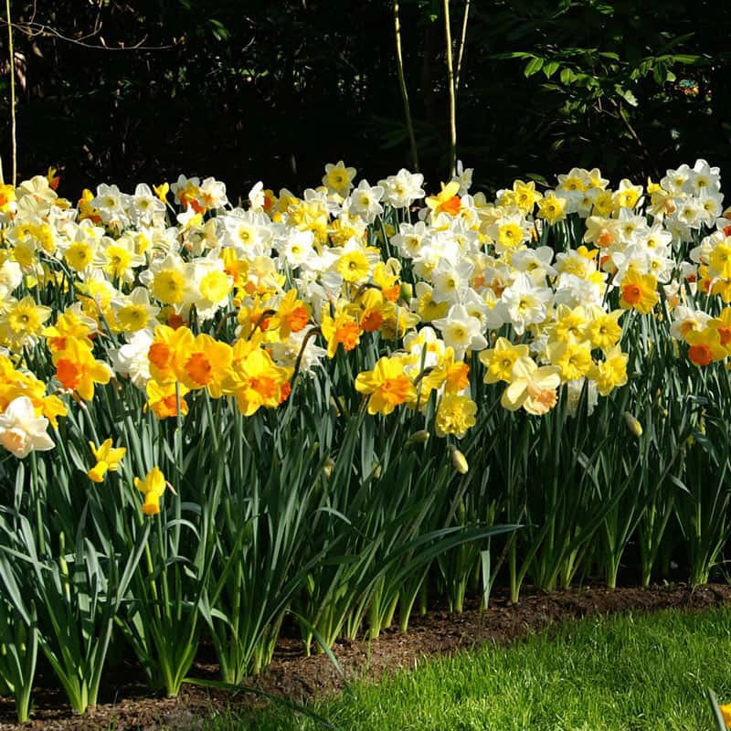 Giant Trumpet Daffodils for Naturalizing | Spring Hill – Spring Hill ...