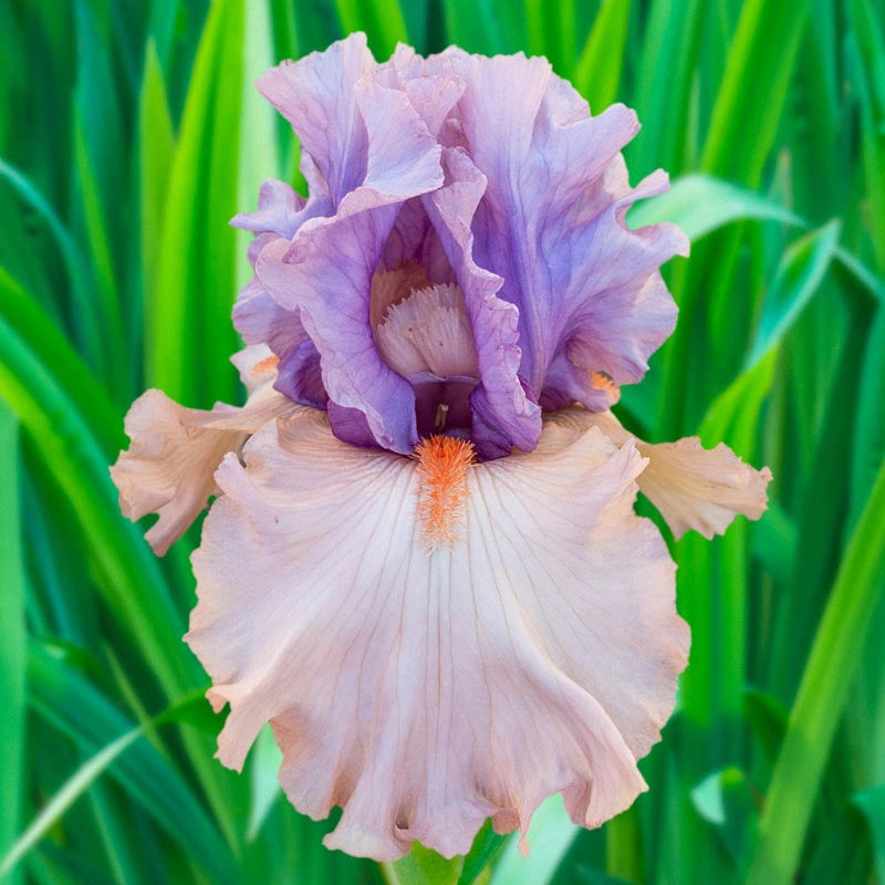 La Scala Bearded German Iris – Shop Iris | Spring Hill – Spring Hill ...