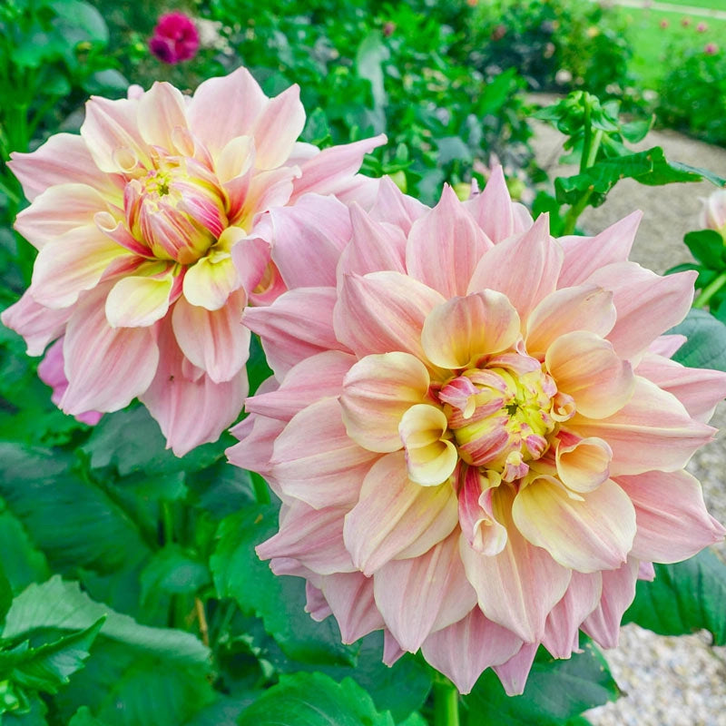 Break Out Dahlia - Pale Pink Dinnerplate Dahlia | Spring Hill – Spring ...
