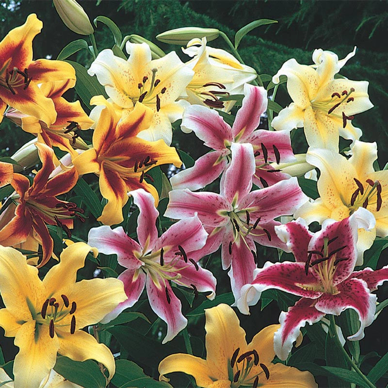 Buy Lily Tree Mix at Spring Hill Nursery