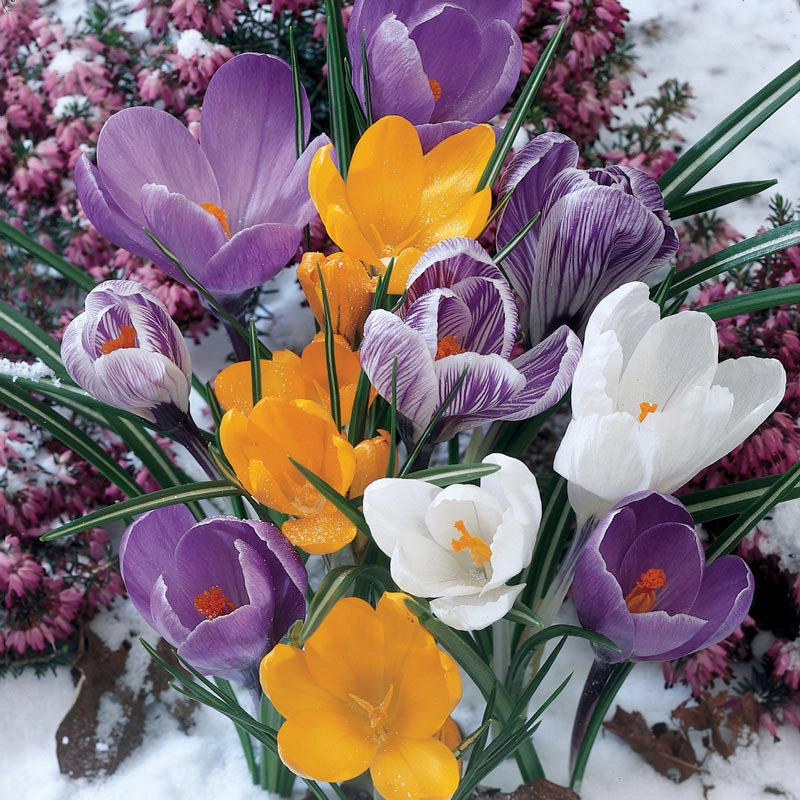 Giant Crocus for Naturalizing | Spring Hill – Spring Hill Nursery