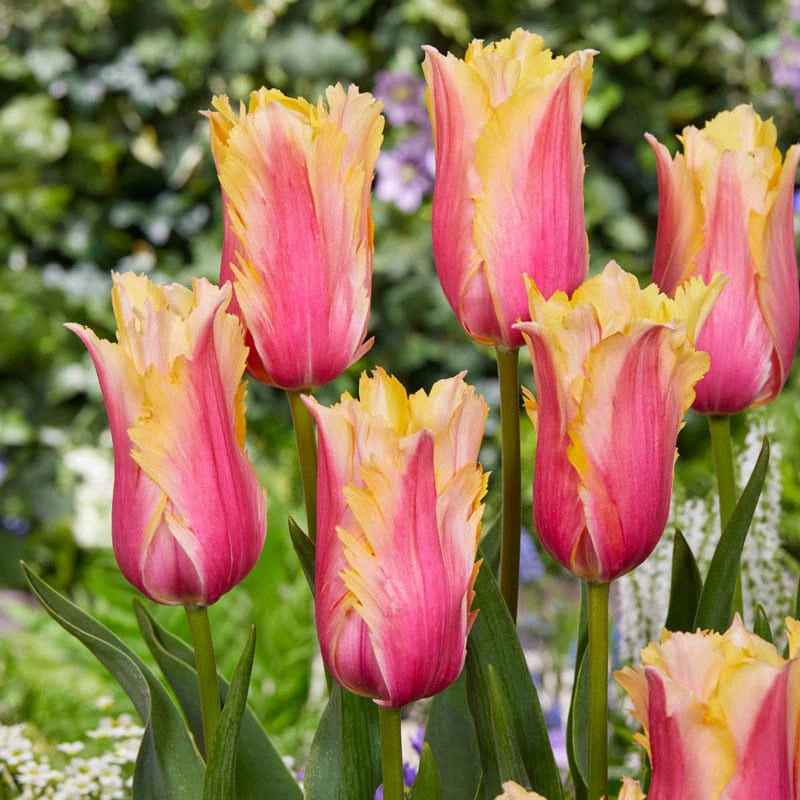 Flaming Memory Fringed Tulip – Shop Tulips | Spring Hill – Spring Hill ...