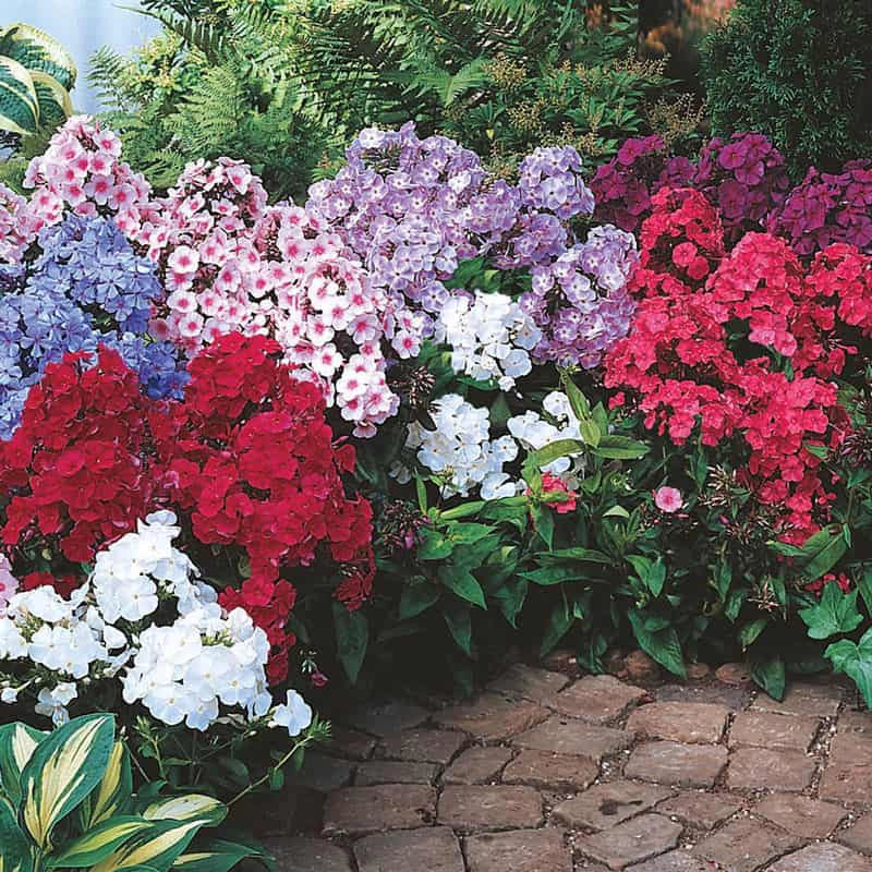 Summer Glow Tall Phlox For Sale | Spring Hill Nurseries – Spring Hill ...