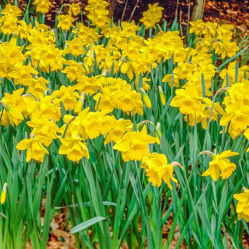 Yellow Naturalizing Daffodils | Shop Daffodils| Spring Hill – Spring ...
