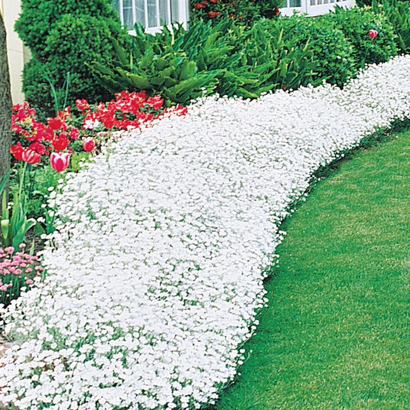 Snow In Summer Ground Cover Silver Gray Evergreen Foliage Of Cerastium