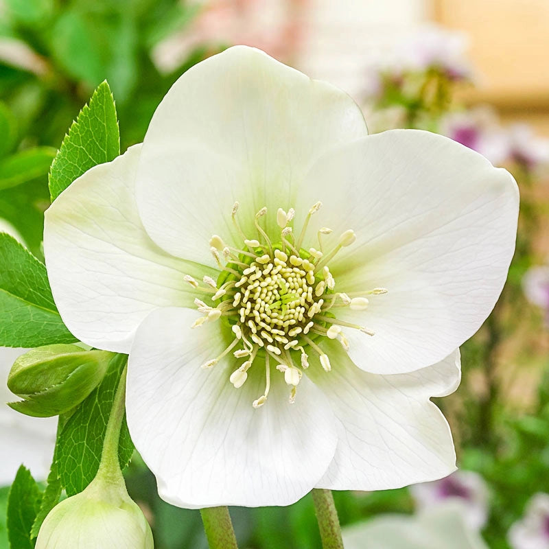 Great White Hellebore – Spring Hill Nursery