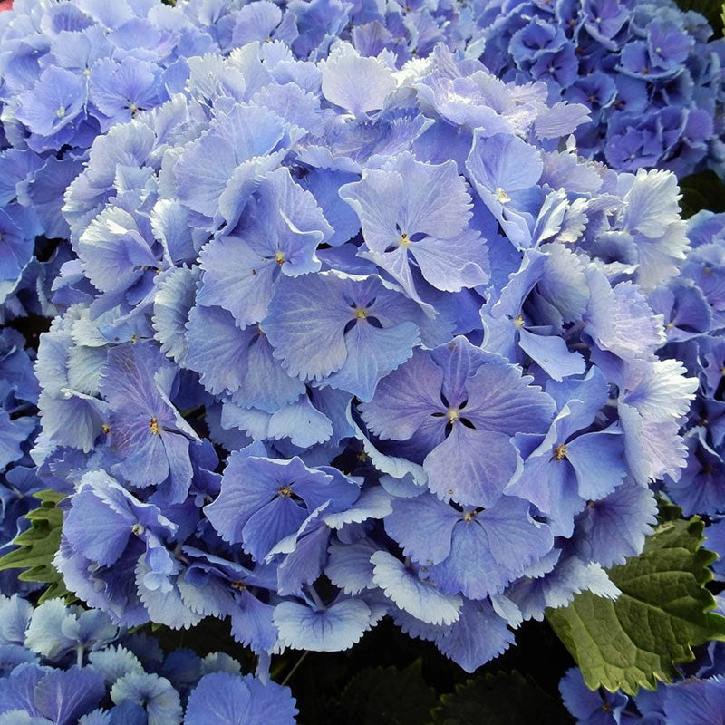 Magical Bluebells Hydrangea - Shop Hydrangea | Spring Hill – Spring ...