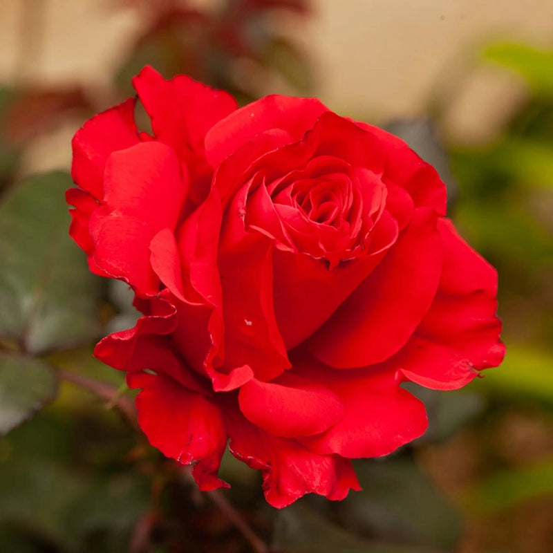 Legends Hybrid Tea Rose On Sale At Spring Hill Nursery
