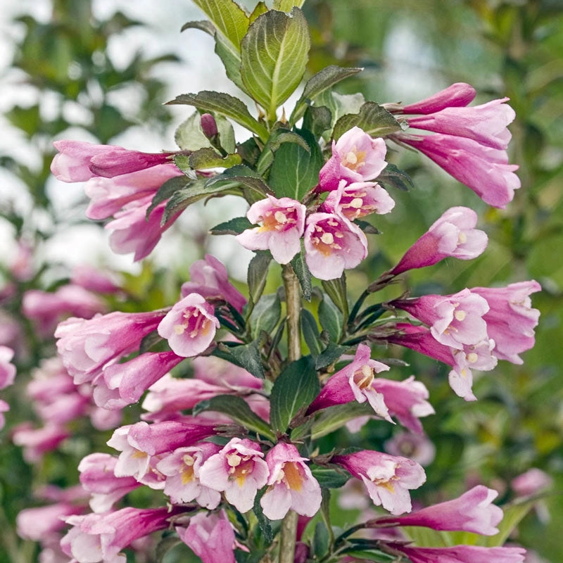 Java Red Weigela - Shop Shrubs | Spring Hill – Spring Hill Nursery